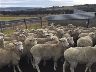 Latest Store Sheep, Slaughter & Stud Ram Sales | AuctionsPlus