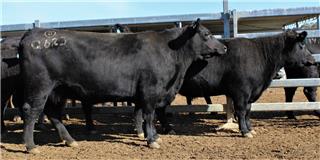 Australia's Largest Agricultural MarketPlace | AuctionsPlus