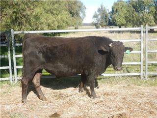 Cattle | AuctionsPlus