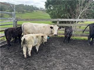 Latest Store Cattle, Slaughter & Stud Bull Sales | AuctionsPlus